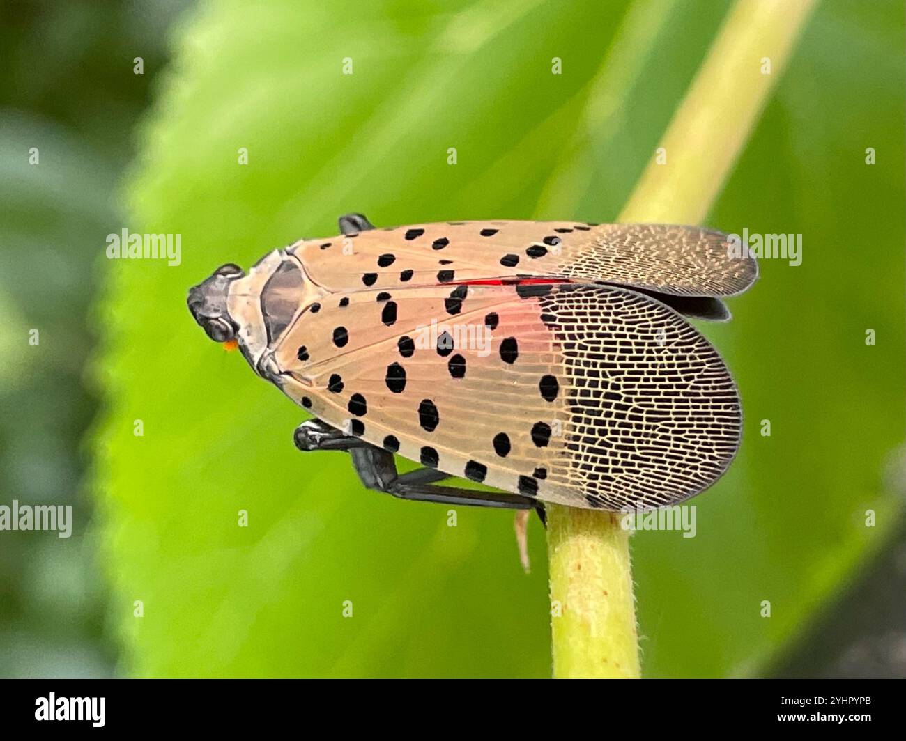 Spotted Lanternfly (Lycorma delicatula Stock Photo - Alamy