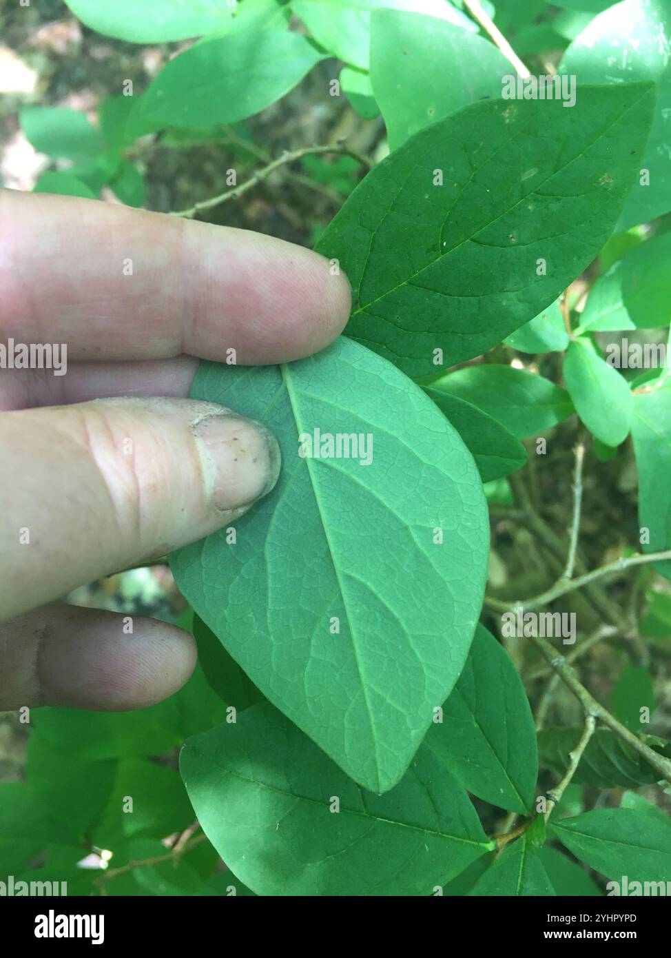 eastern leatherwood (Dirca palustris Stock Photo - Alamy