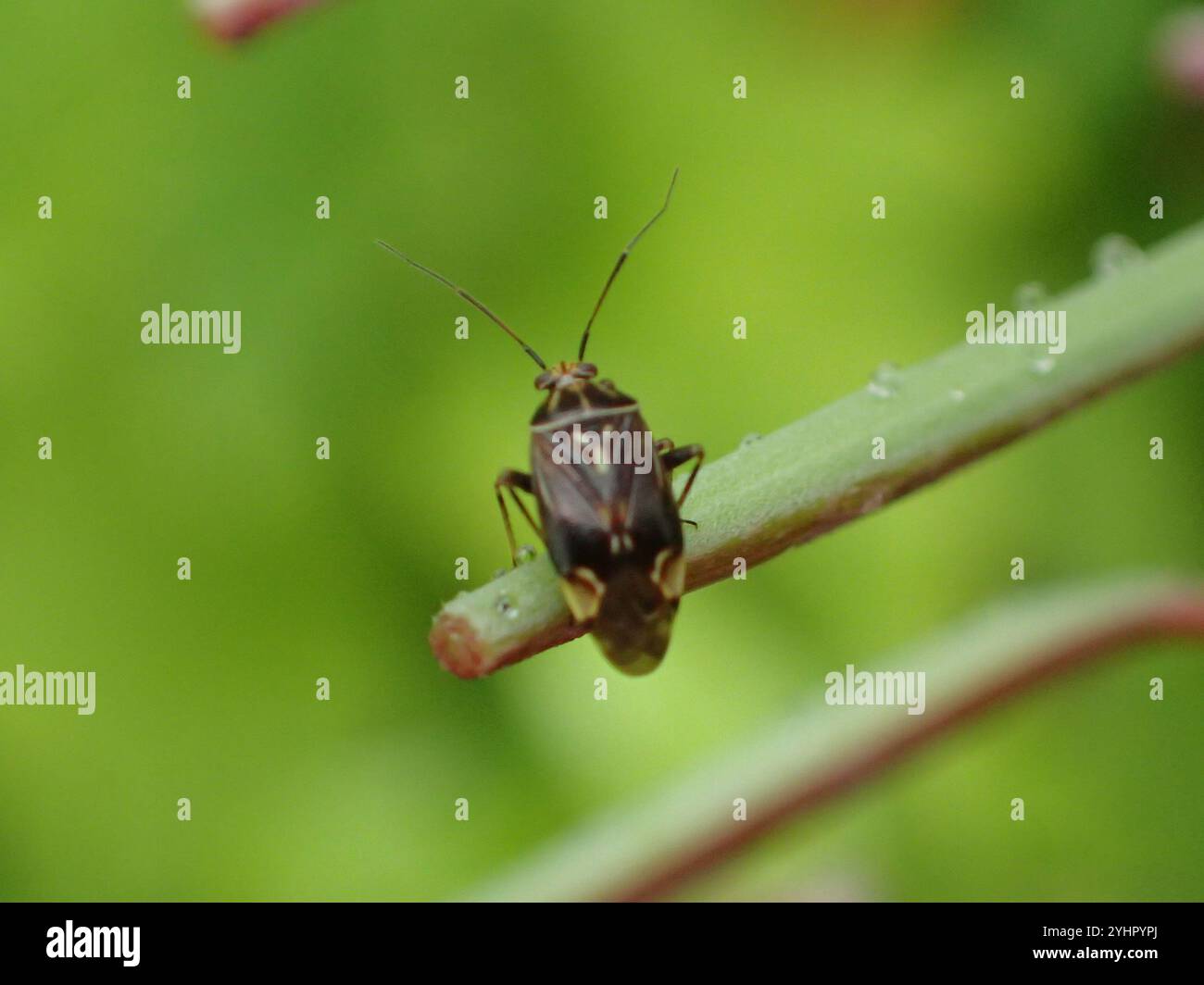 North American Tarnished Plant Bug (Lygus lineolaris Stock Photo - Alamy