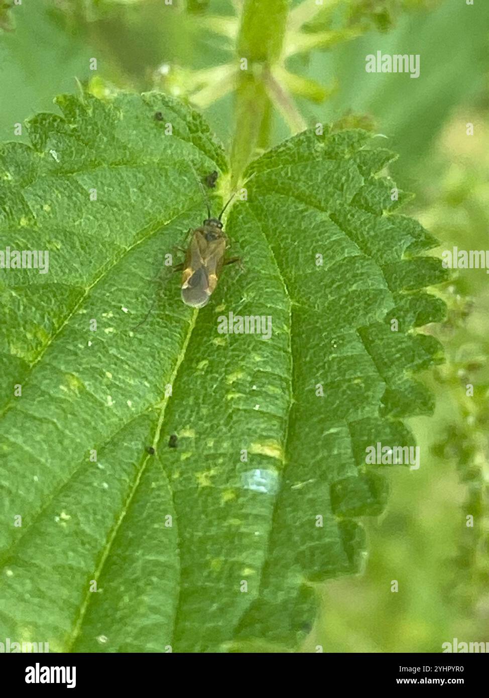 Common Nettle Flower Bug (Plagiognathus arbustorum Stock Photo - Alamy