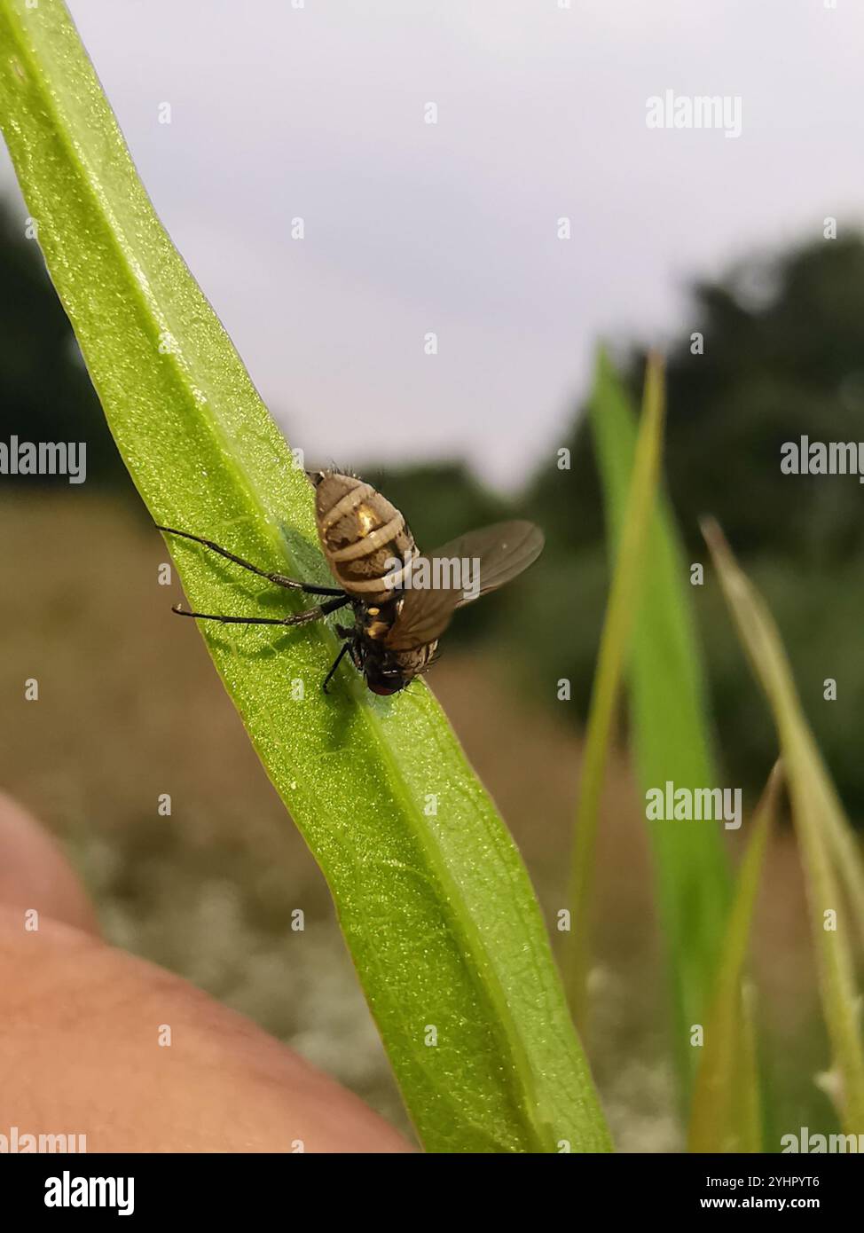 Fly Death Fungi (Entomophthora muscae Stock Photo - Alamy