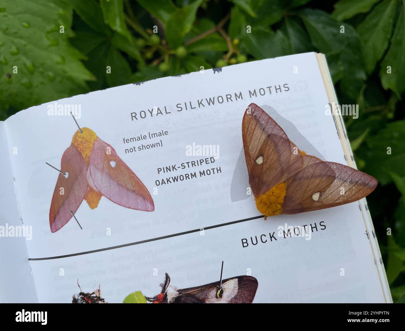 Pink striped oakworm moth hi-res stock photography and images - Alamy