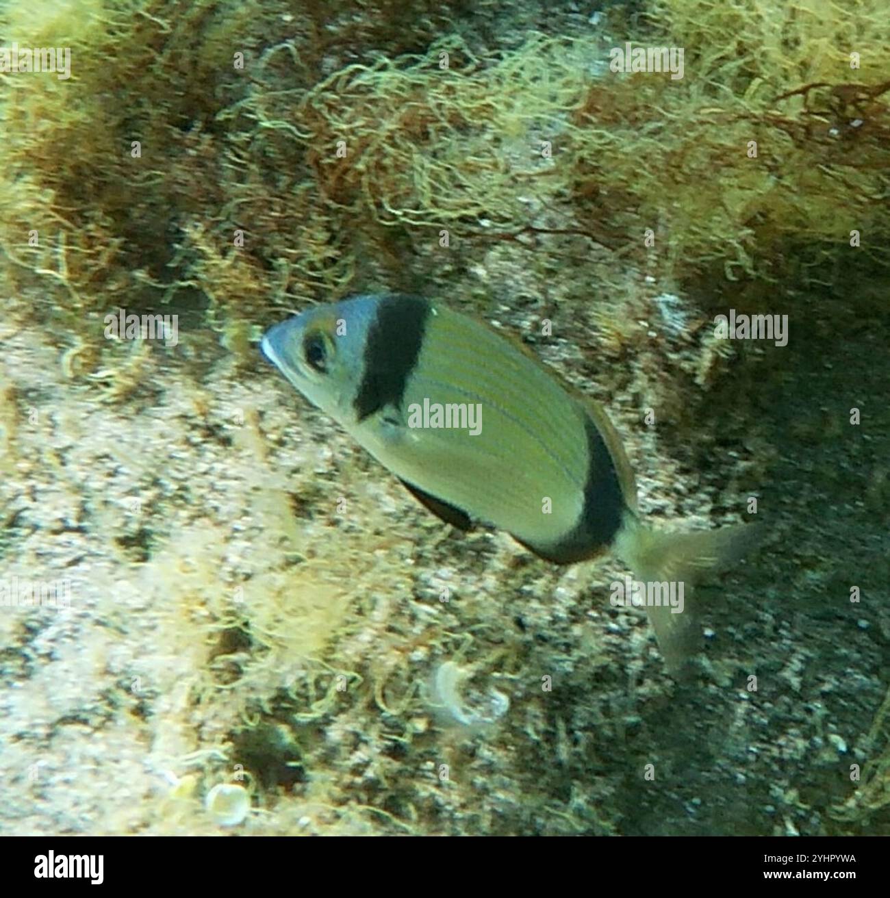 Common Two-banded Seabream (Diplodus vulgaris Stock Photo - Alamy