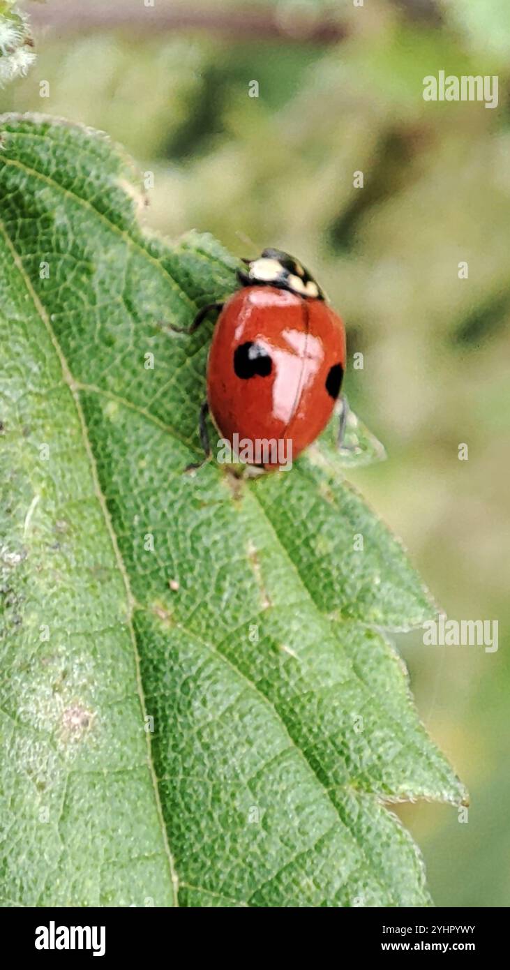 Two-spotted Lady Beetle (Adalia bipunctata Stock Photo - Alamy