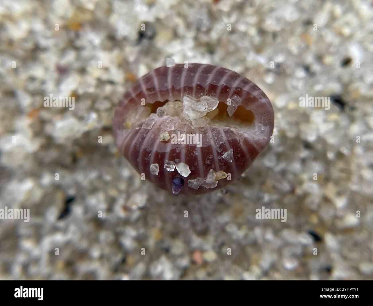 Coffee Bean Trivia (Pseudopusula californiana Stock Photo - Alamy