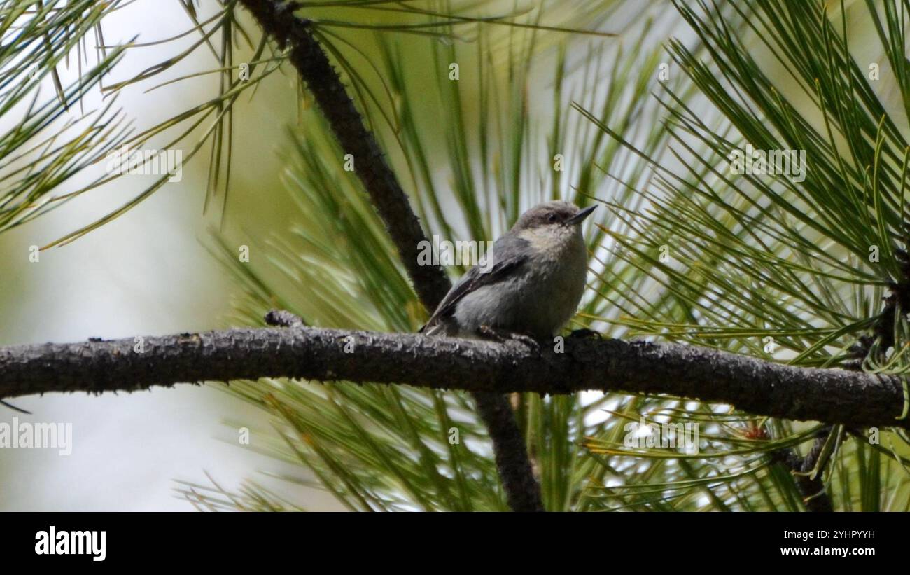 Pygmy Nuthatch (Sitta pygmaea Stock Photo - Alamy