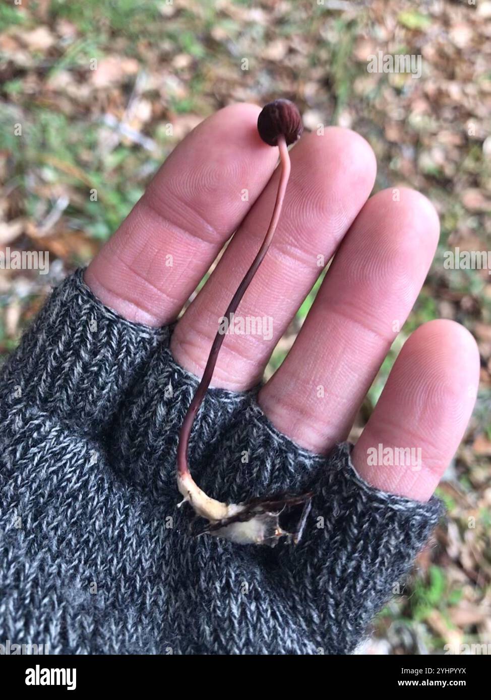 red pinwheel (Marasmius plicatulus Stock Photo - Alamy