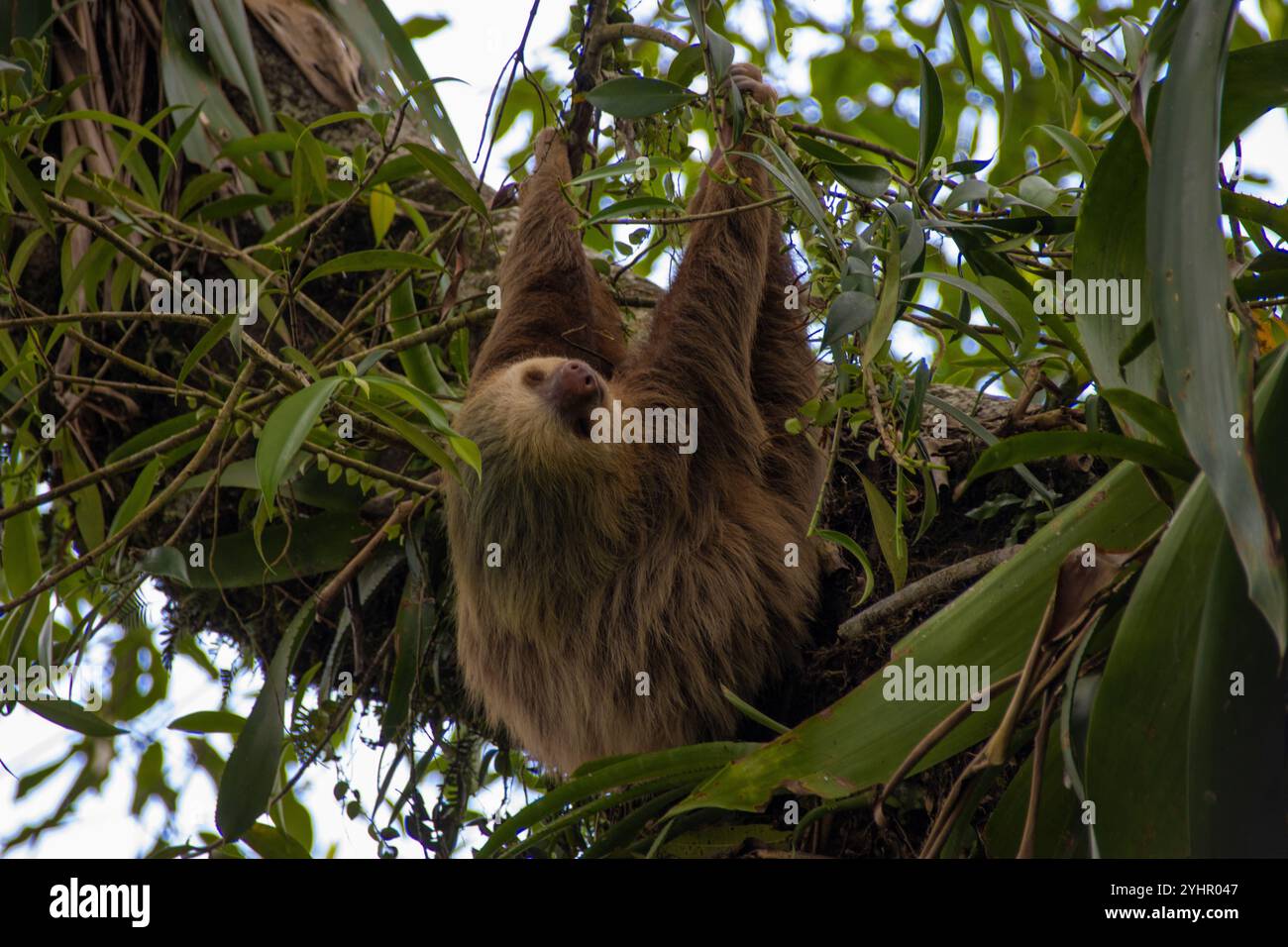 Two-toed Sloth hanging of a tree in La Fortuna, Costa Rica Stock Photo ...