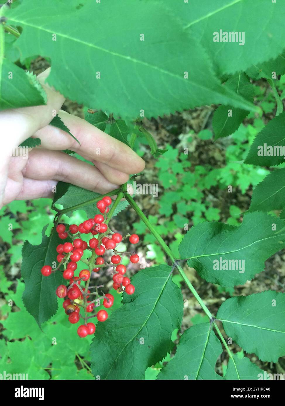 Eastern Red Elder (Sambucus racemosa pubens Stock Photo - Alamy