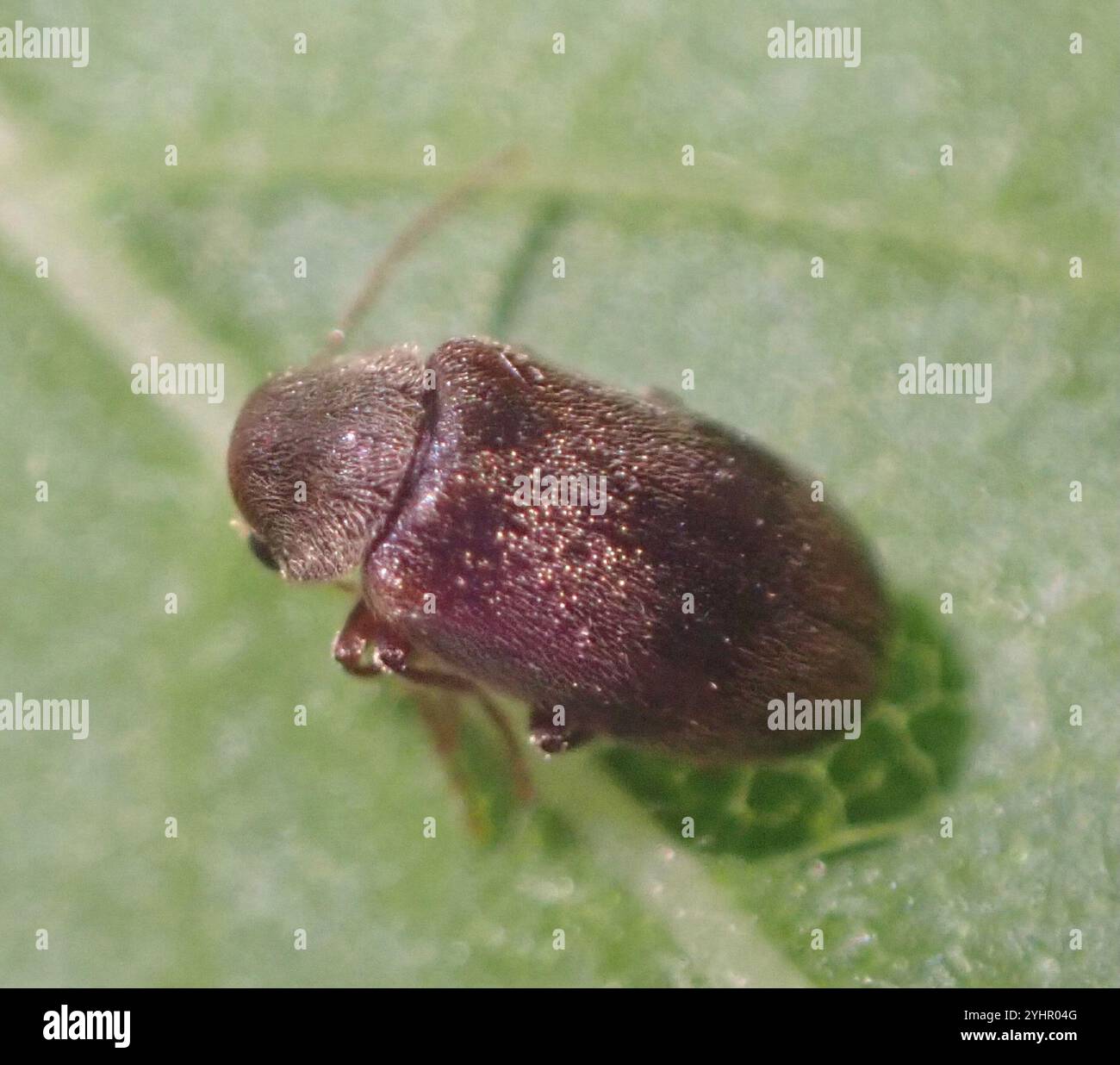 Ochina ptinoides hi-res stock photography and images - Alamy