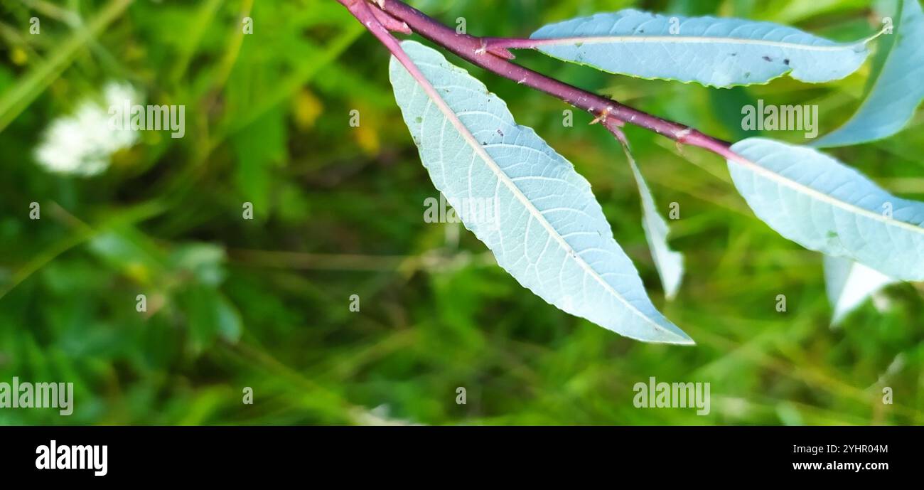 Salix phylicifolia hi-res stock photography and images - Alamy