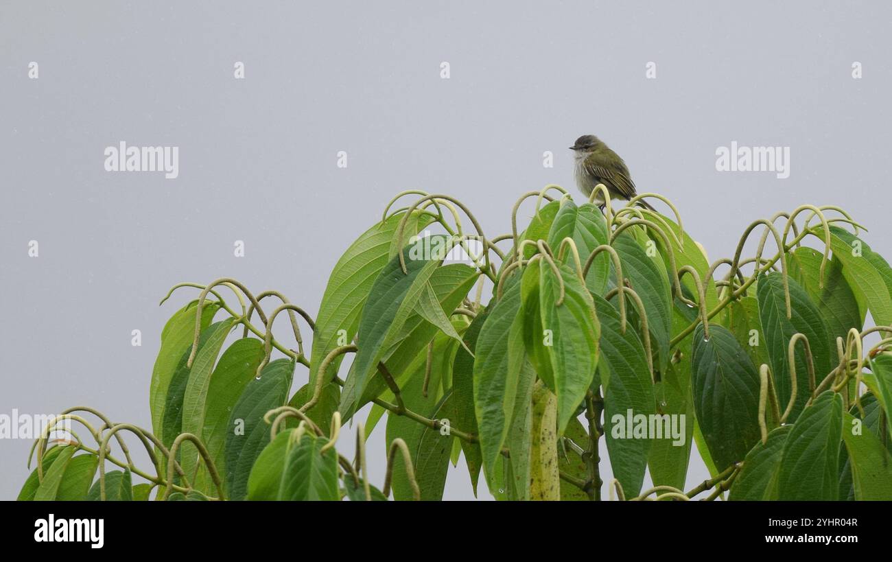 Mistletoe Tyrannulet (Zimmerius parvus Stock Photo - Alamy