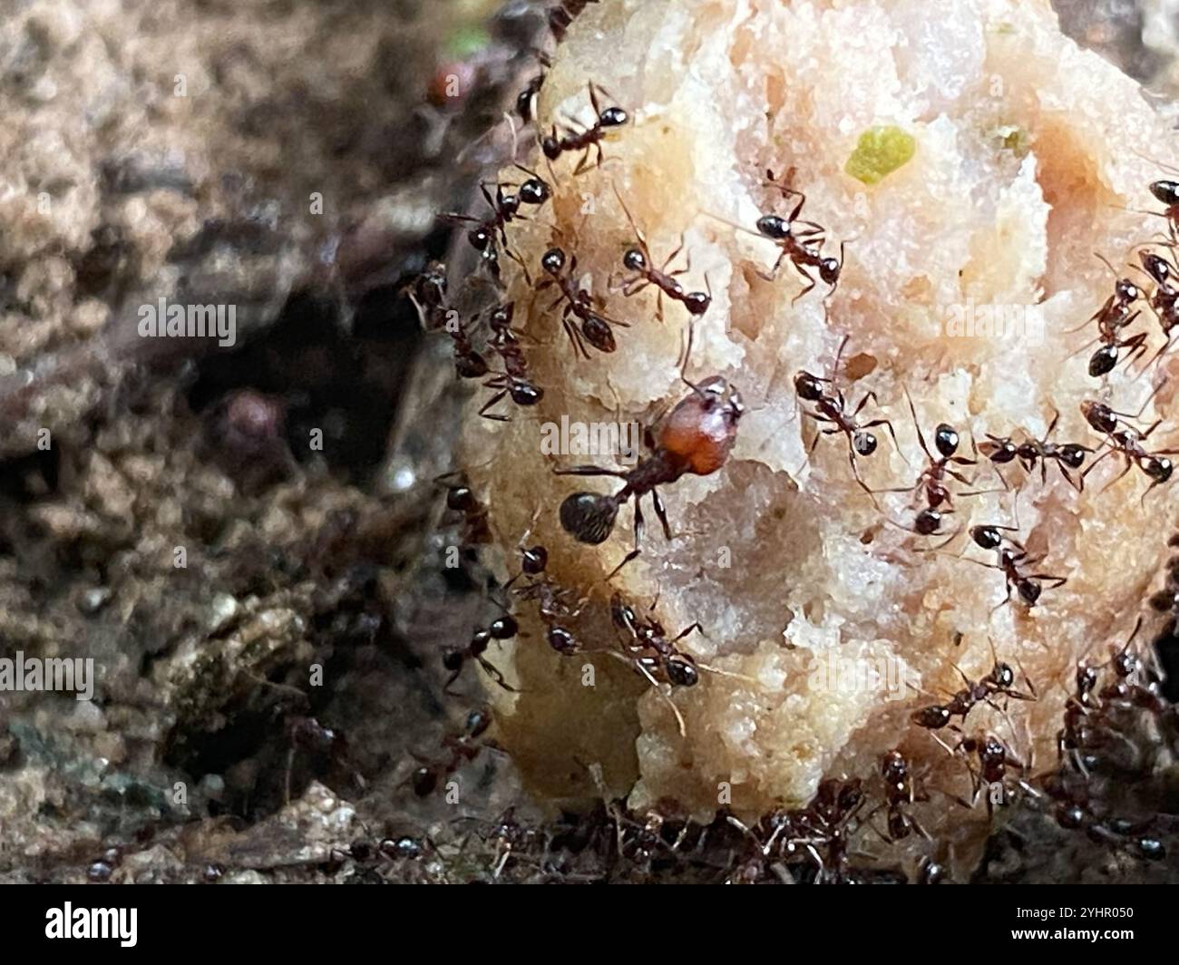 Large Imported Big-headed Ant (Pheidole obscurithorax Stock Photo - Alamy