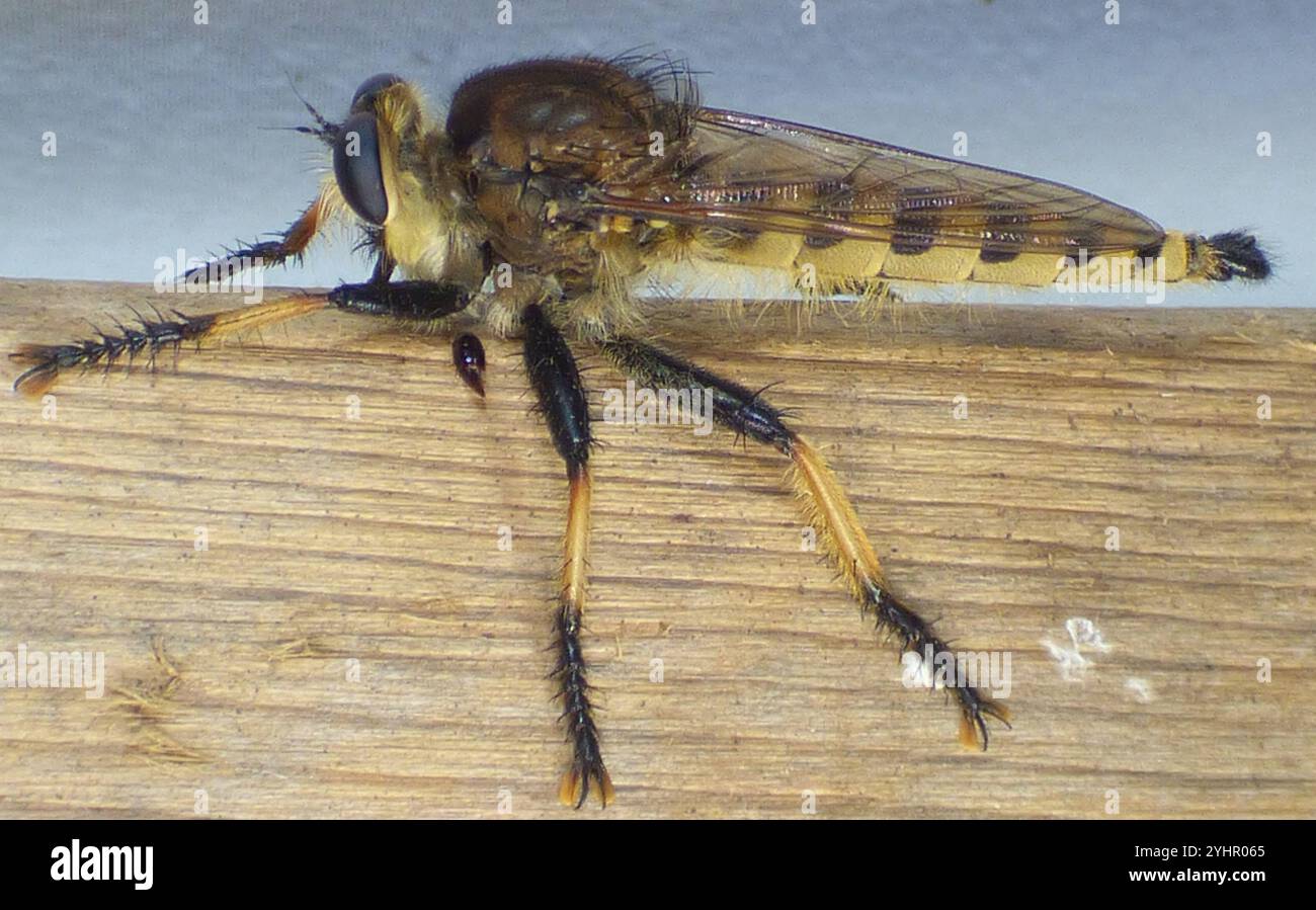 Red-footed Cannibal Fly (Promachus rufipes Stock Photo - Alamy