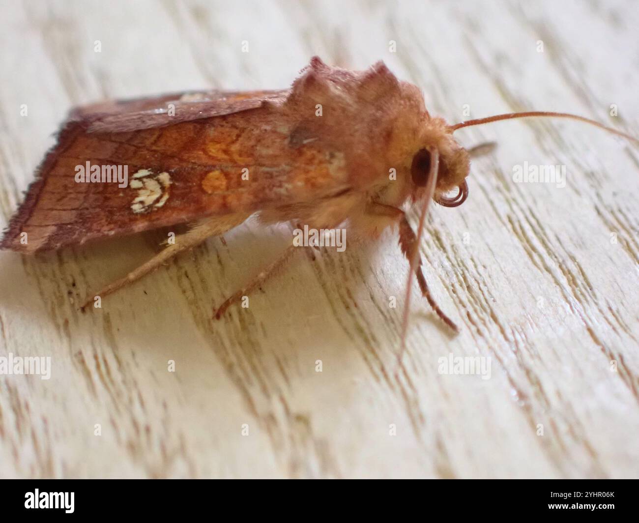 Amphipoea hi-res stock photography and images - Alamy
