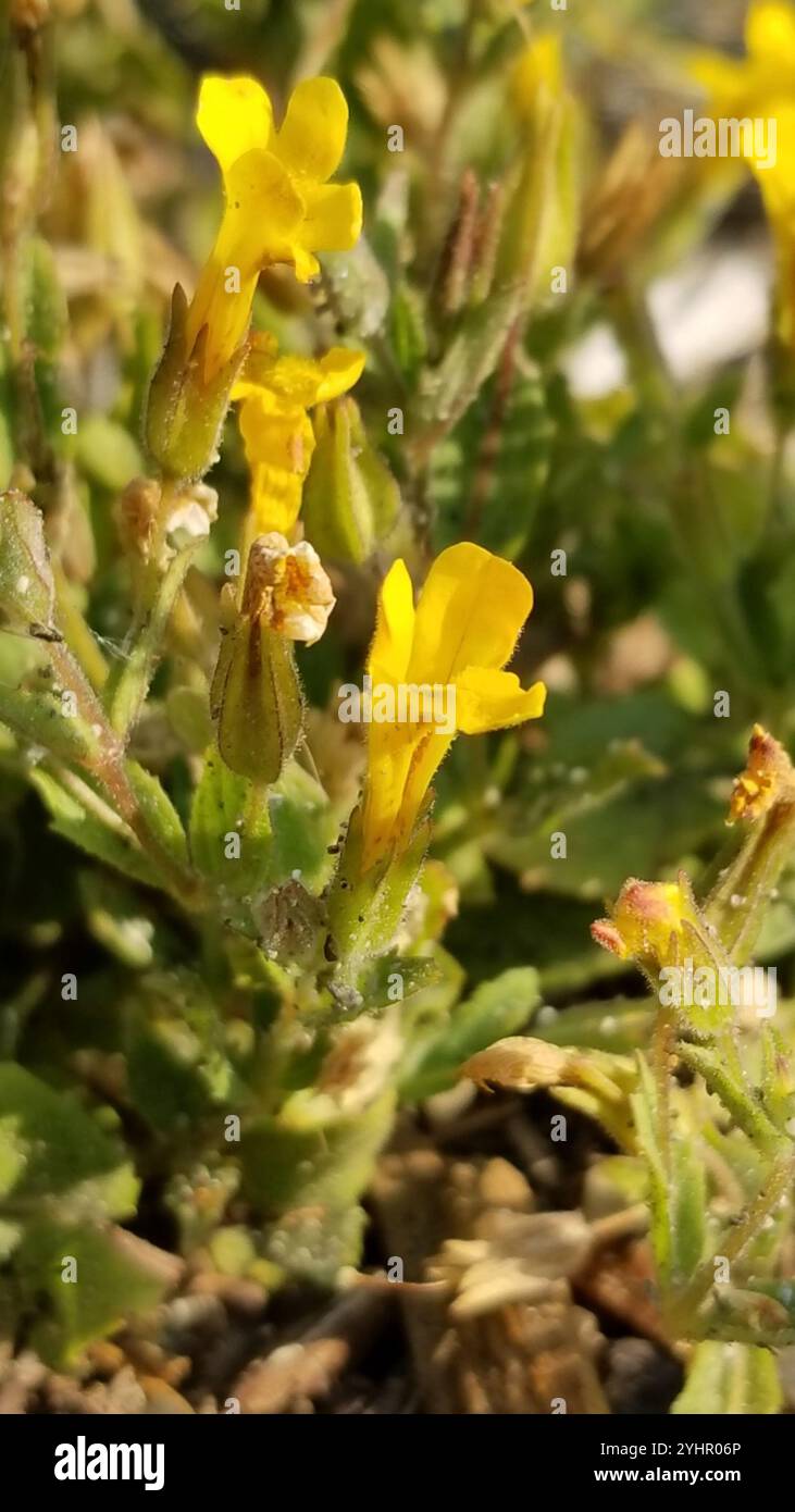 musk monkeyflower (Erythranthe moschata Stock Photo - Alamy