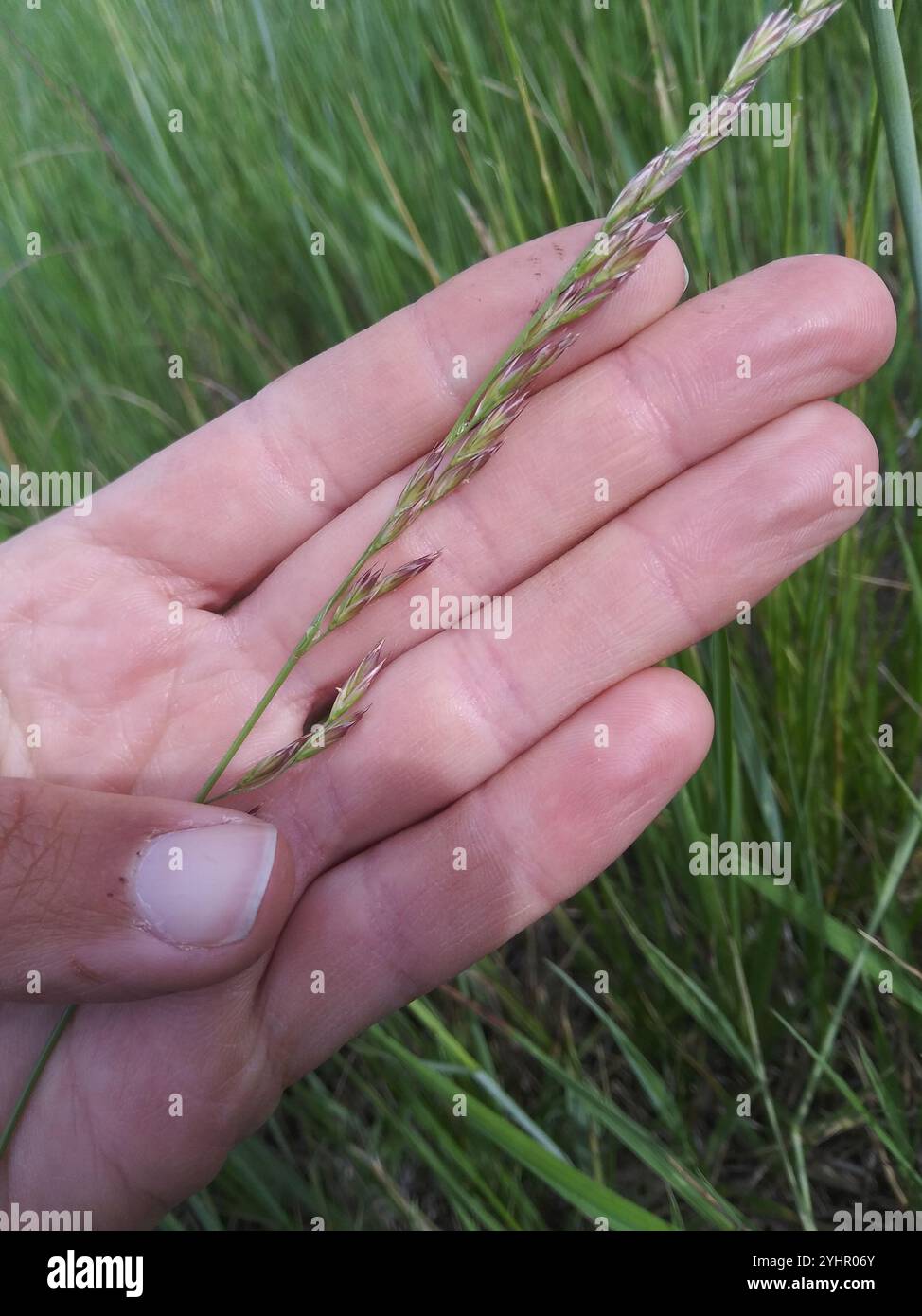 tall fescue (Lolium arundinaceum Stock Photo - Alamy