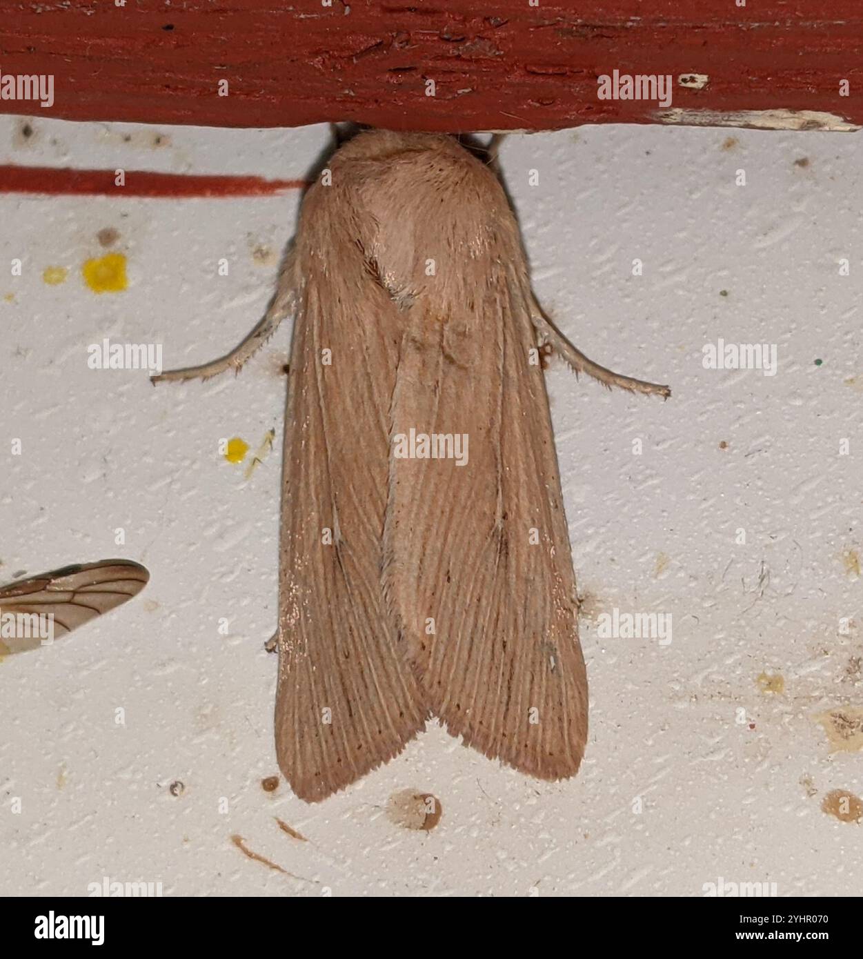 Meadow Wainscot Moth (Leucania farcta Stock Photo - Alamy