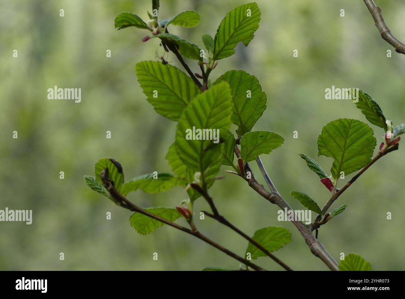 Red Alder (Alnus rubra Stock Photo - Alamy