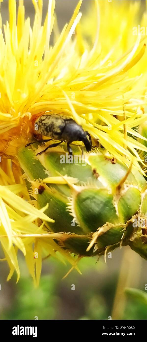 Carlinae hi-res stock photography and images - Alamy