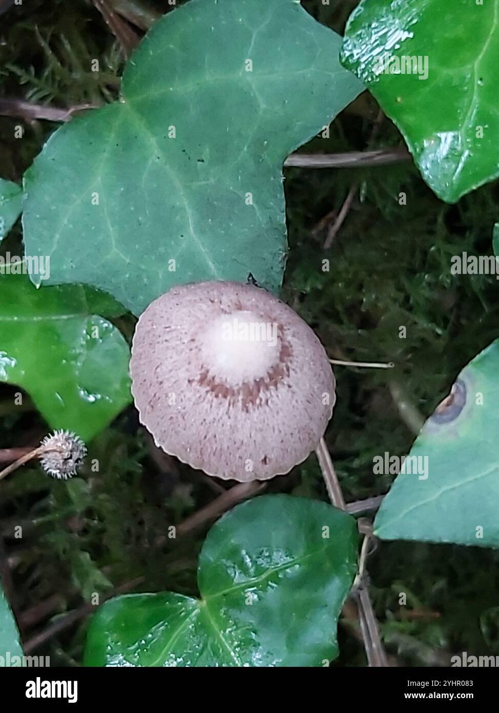 red edge brittlestem (Psathyrella corrugis Stock Photo - Alamy