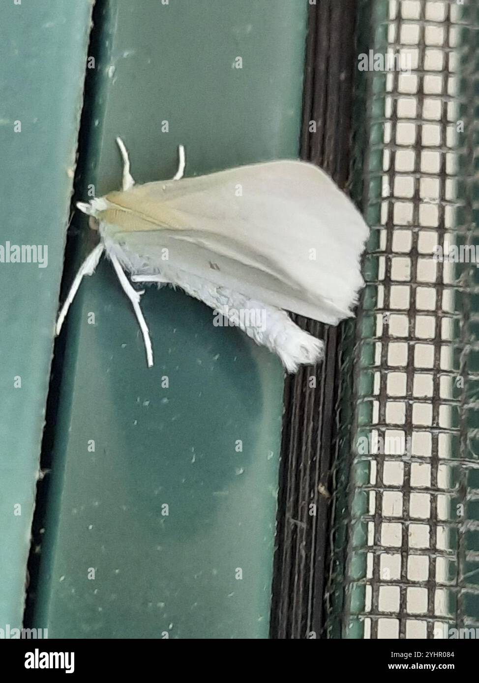 Ennomos subsignaria hi-res stock photography and images - Alamy