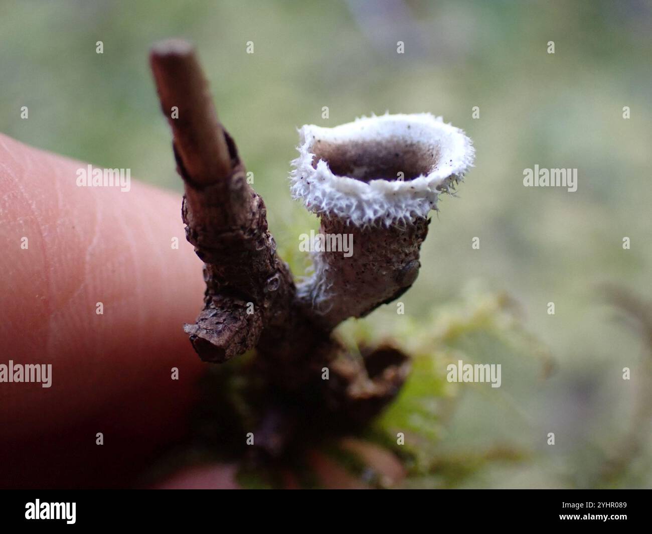 bird's nest fungi (Nidulariaceae Stock Photo - Alamy
