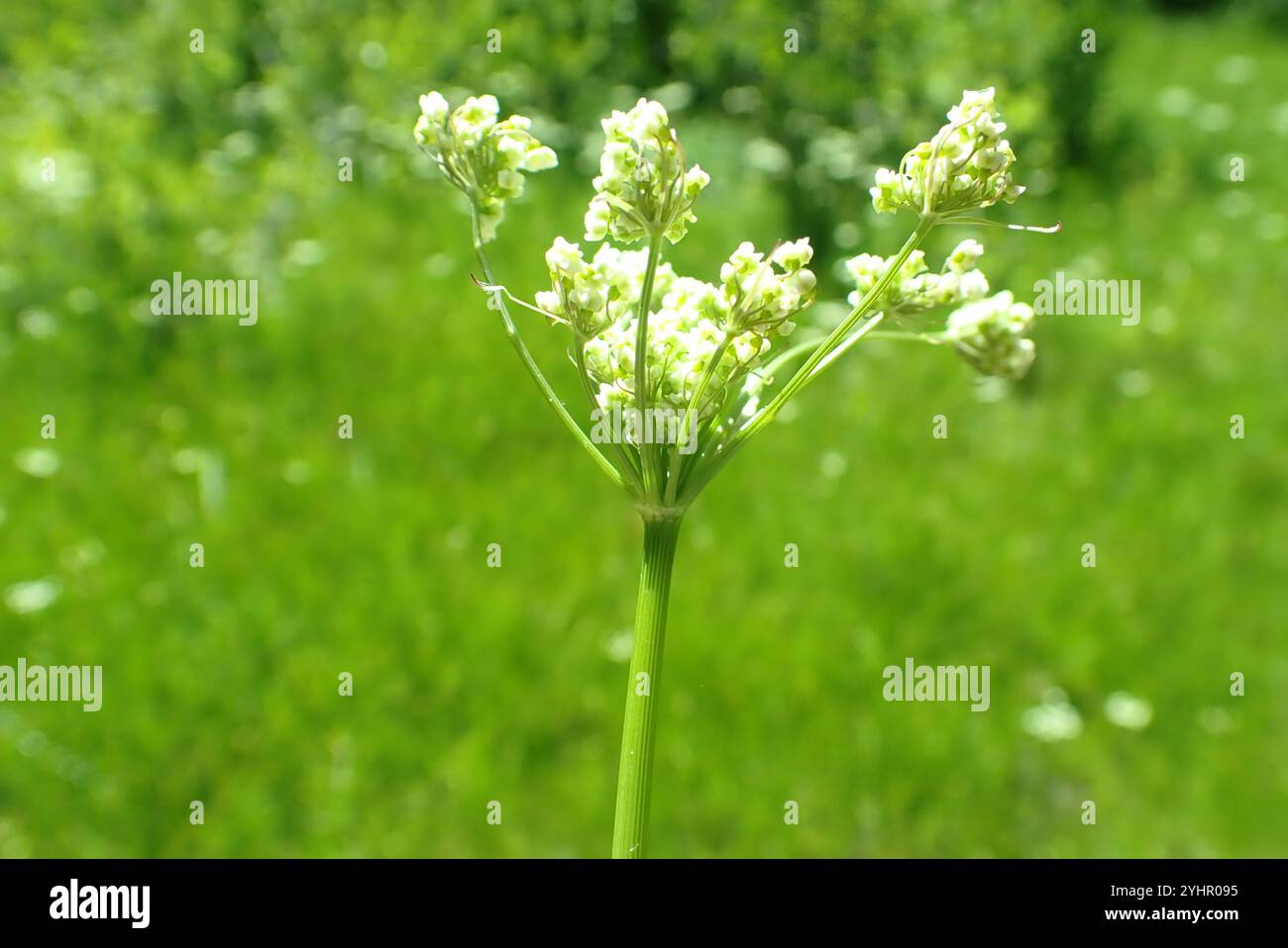 Perideridia hi-res stock photography and images - Alamy