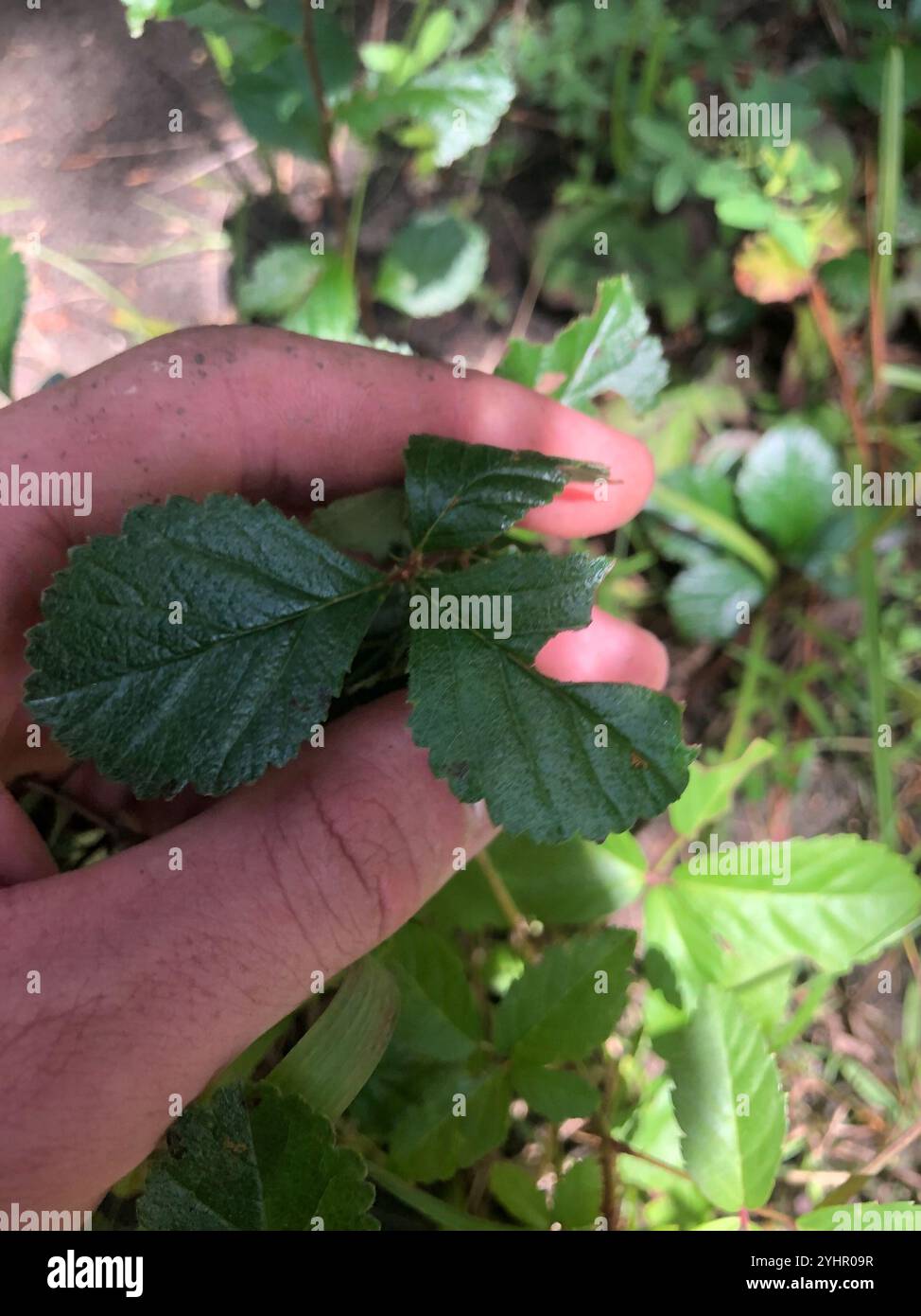 One-flowered Hawthorn (Crataegus uniflora Stock Photo - Alamy