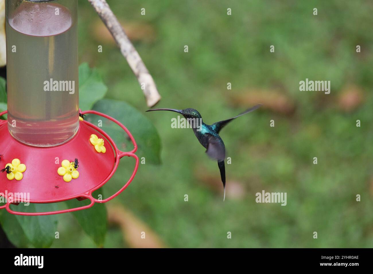 Green Hermit (Phaethornis guy Stock Photo - Alamy