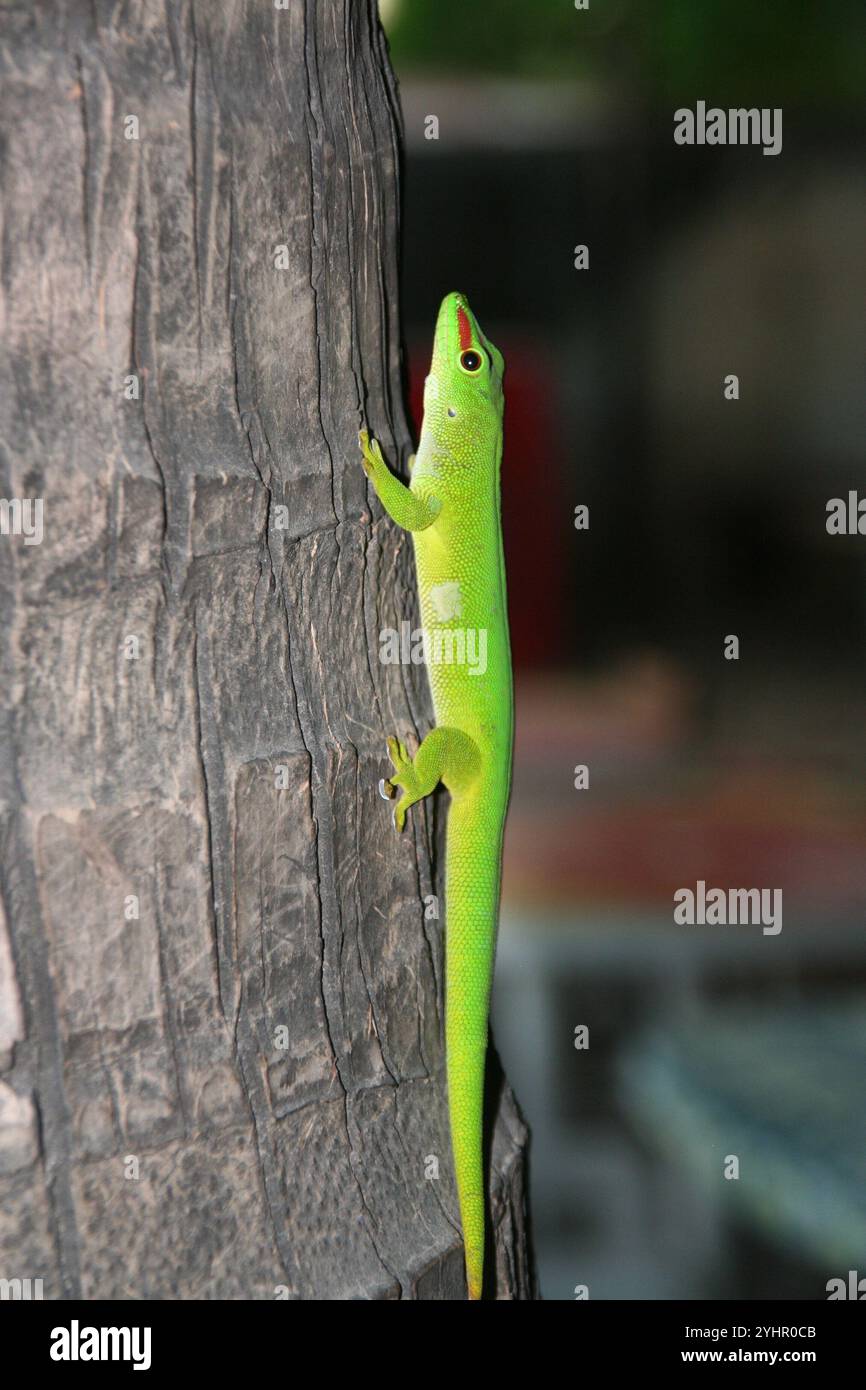 Small lizard on tree hi-res stock photography and images - Alamy