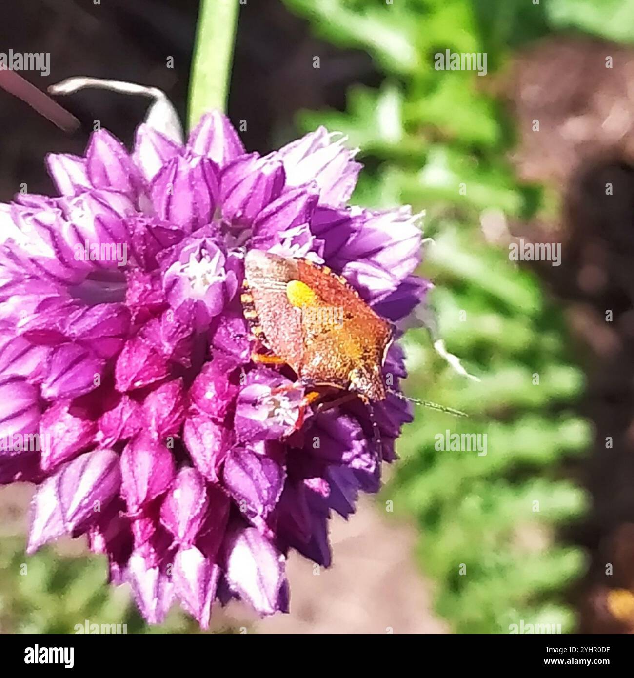 Black-shouldered Shieldbug (Carpocoris purpureipennis Stock Photo - Alamy