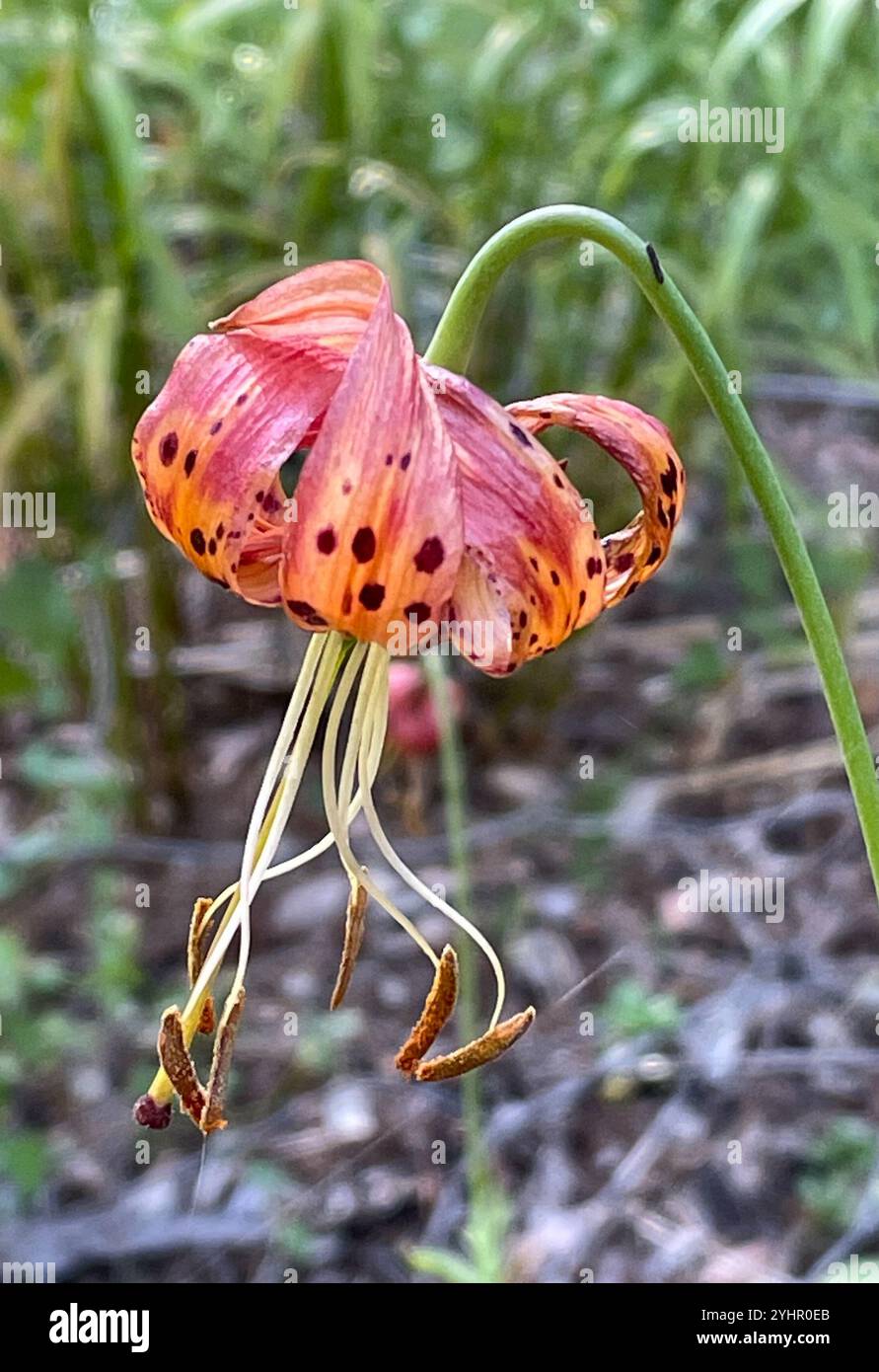 Leopard Lily (Lilium pardalinum Stock Photo - Alamy