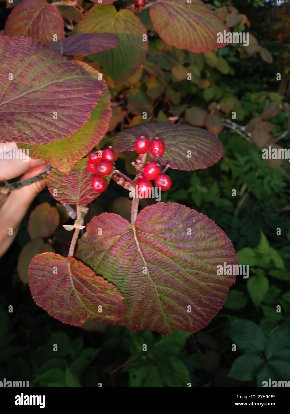 hobblebush (Viburnum lantanoides Stock Photo - Alamy