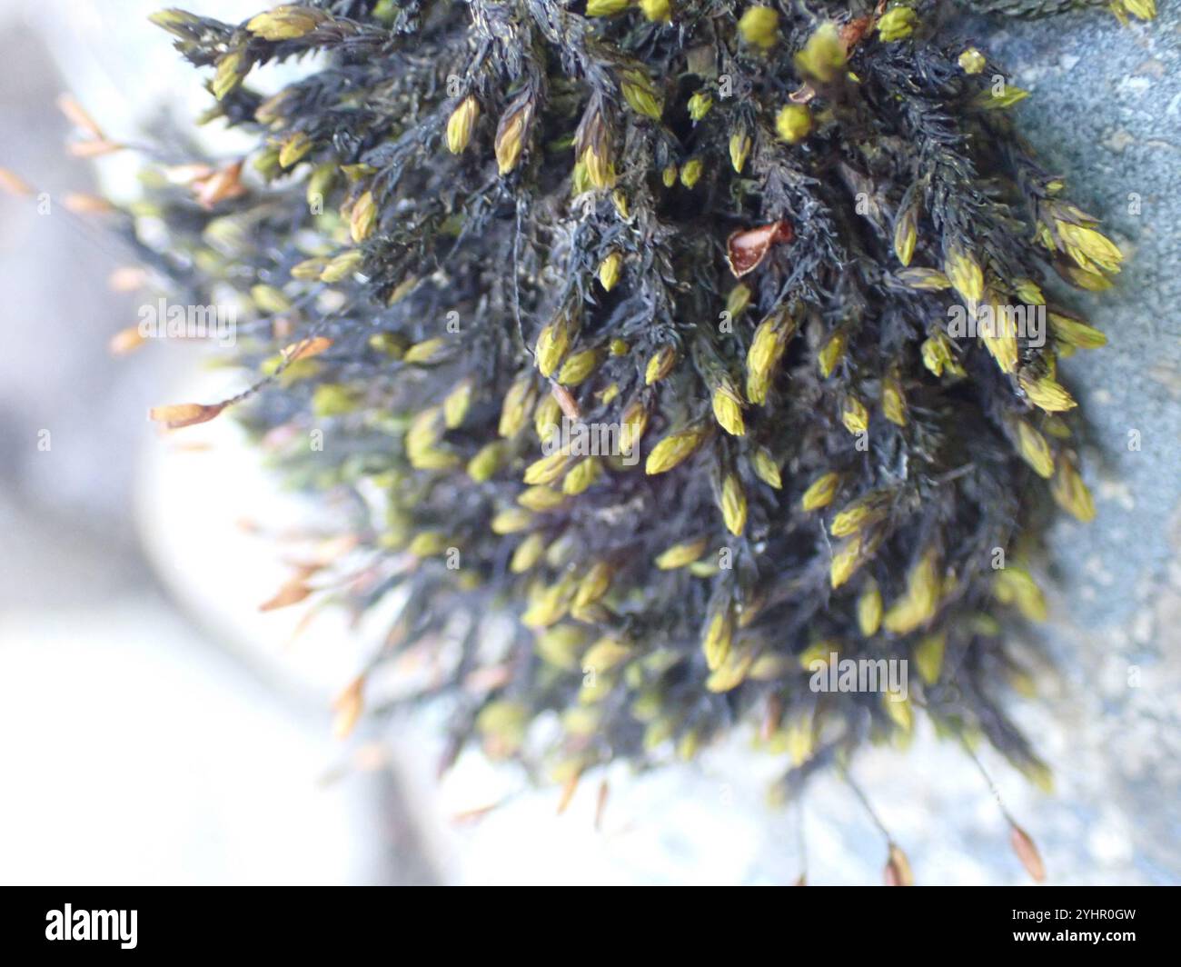 Yellow Fringe-moss (Racomitrium aciculare Stock Photo - Alamy