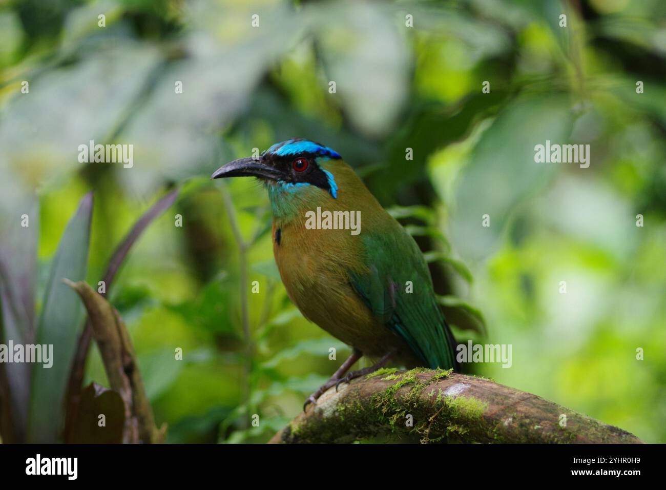 Lesson's Motmot (Momotus lessonii Stock Photo - Alamy
