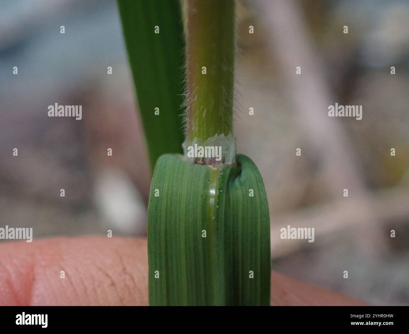 Alaska Oniongrass (Melica subulata Stock Photo - Alamy
