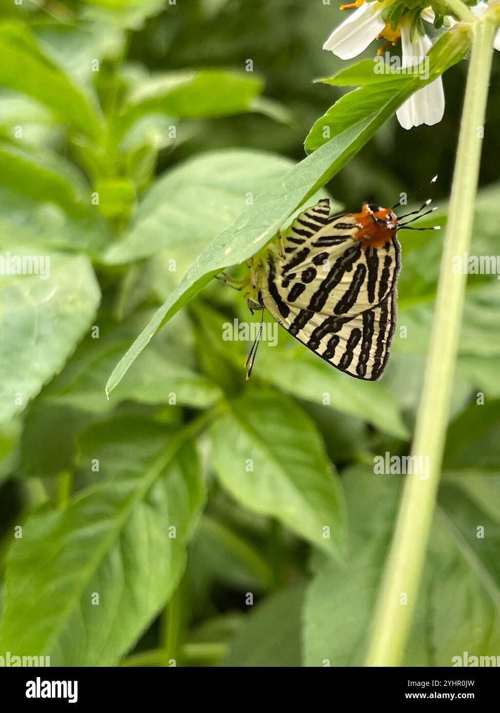 Club Silverline (Cigaritis syama Stock Photo - Alamy
