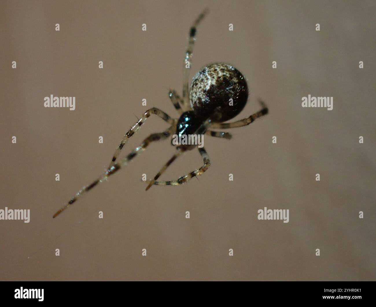 Comb-footed Spiders (Theridiidae Stock Photo - Alamy