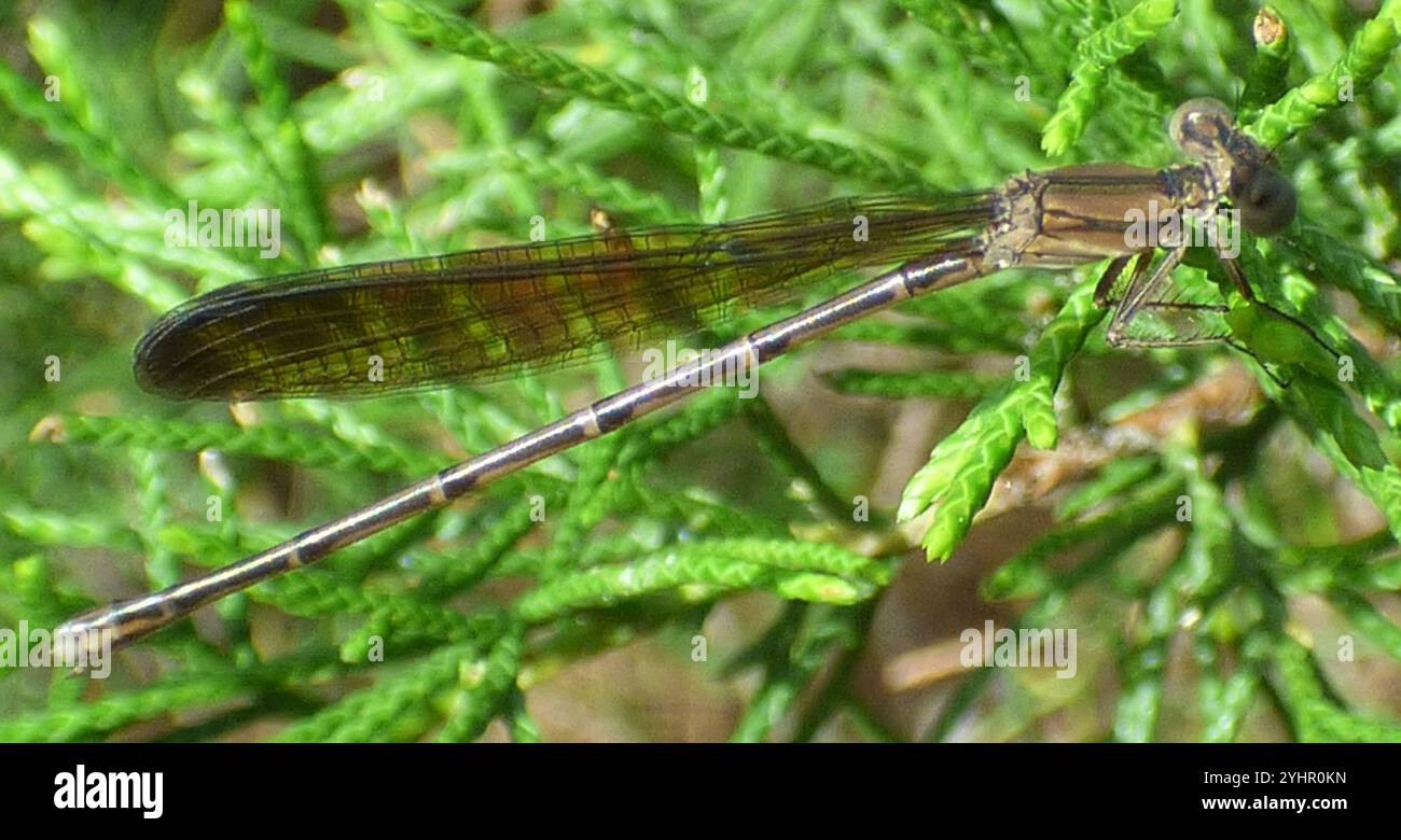 Variable Dancer (Argia fumipennis Stock Photo - Alamy