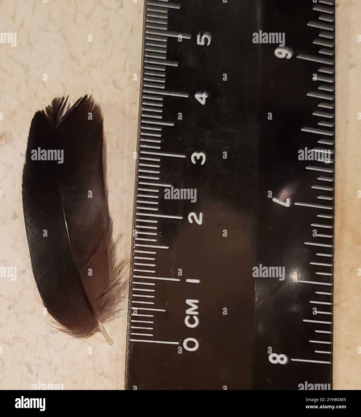 New World Blackbirds and Orioles (Icteridae Stock Photo - Alamy