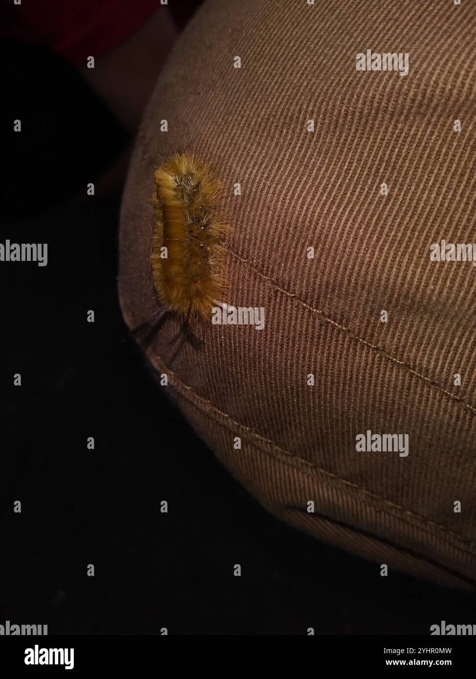 Banded Tussock Moth (Halysidota tessellaris Stock Photo - Alamy