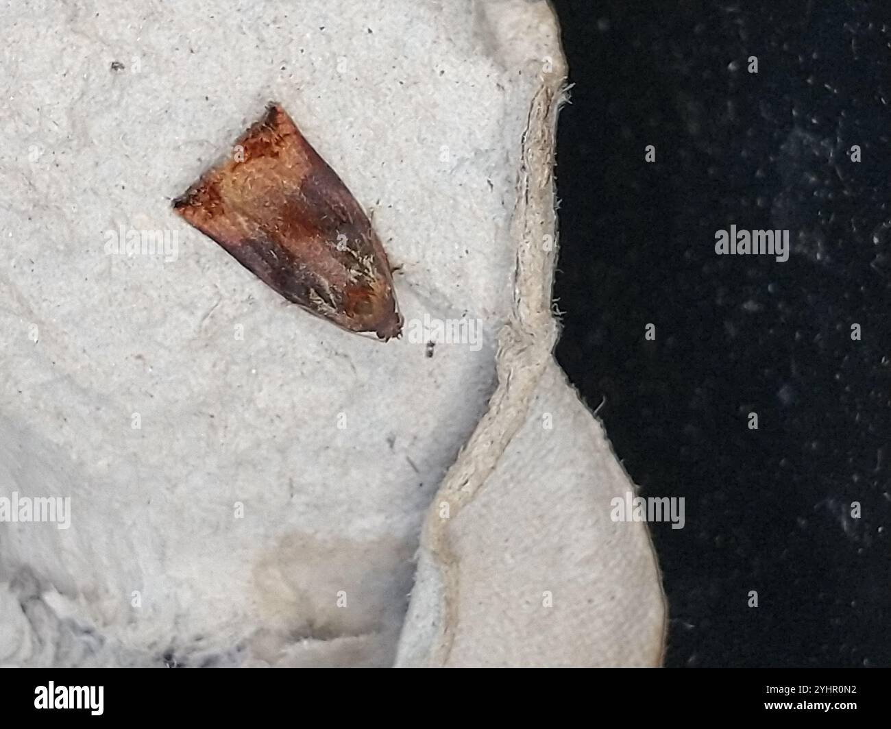 Archips podana hi-res stock photography and images - Alamy