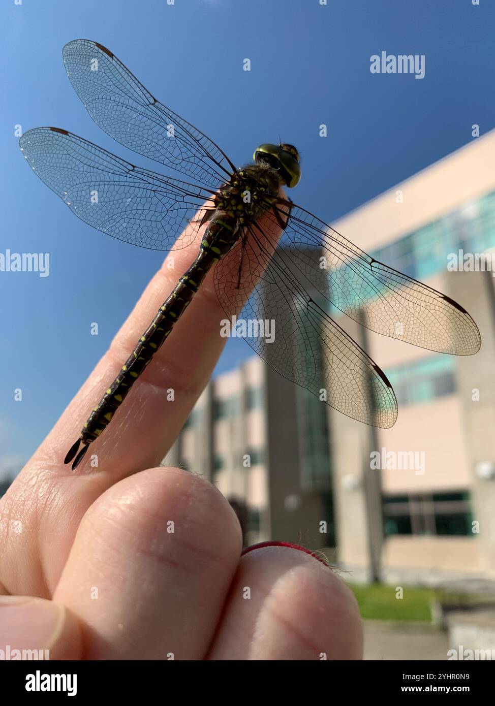 Hawkers and Typical Darners (Aeshna Stock Photo - Alamy