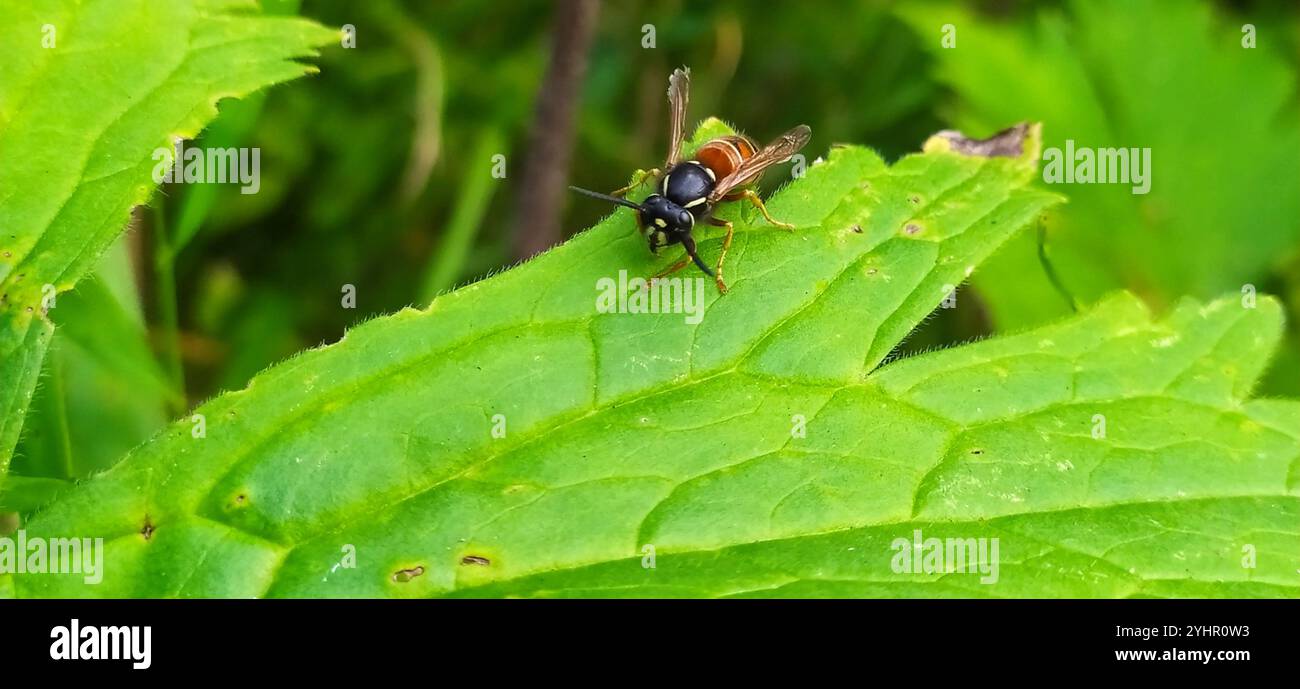 Red-banded Yellowjacket (Vespula rufa Stock Photo - Alamy