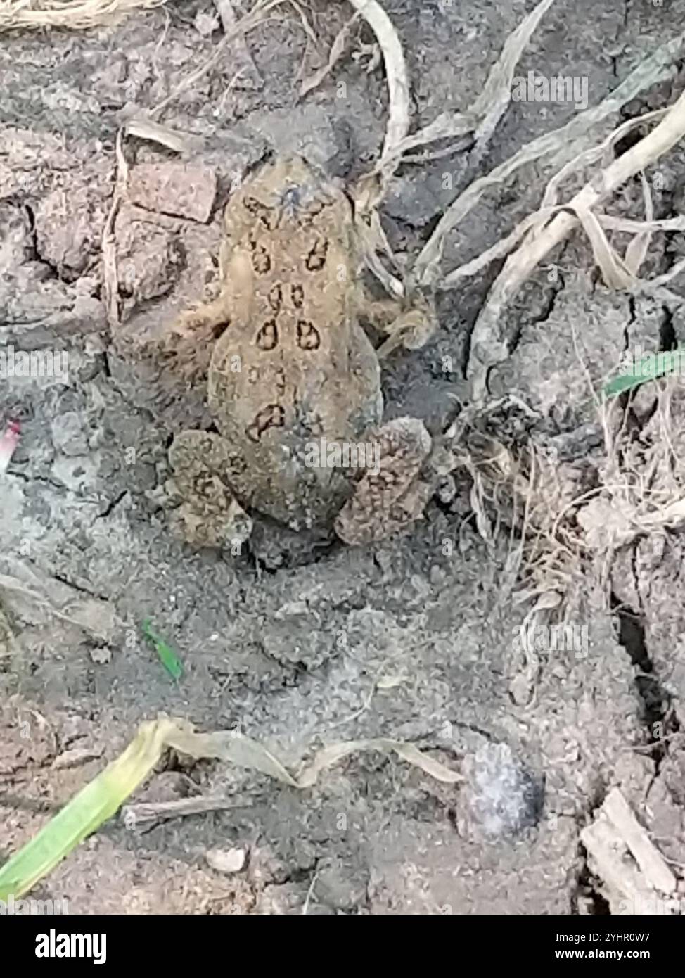 North American Toads (Anaxyrus Stock Photo - Alamy