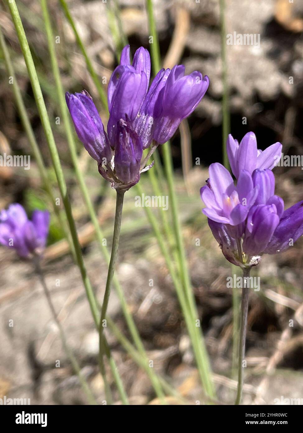 (Dipterostemon capitatus capitatus Stock Photo - Alamy