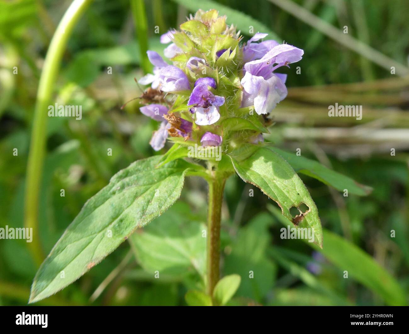 common selfheal (Prunella vulgaris Stock Photo - Alamy