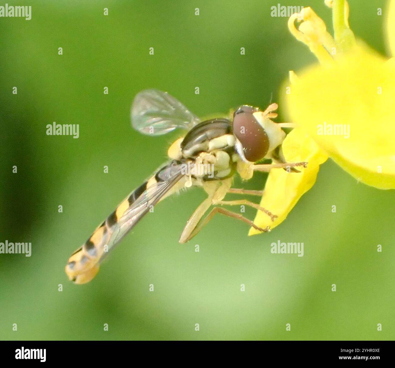 Common Globetail (Sphaerophoria scripta Stock Photo - Alamy