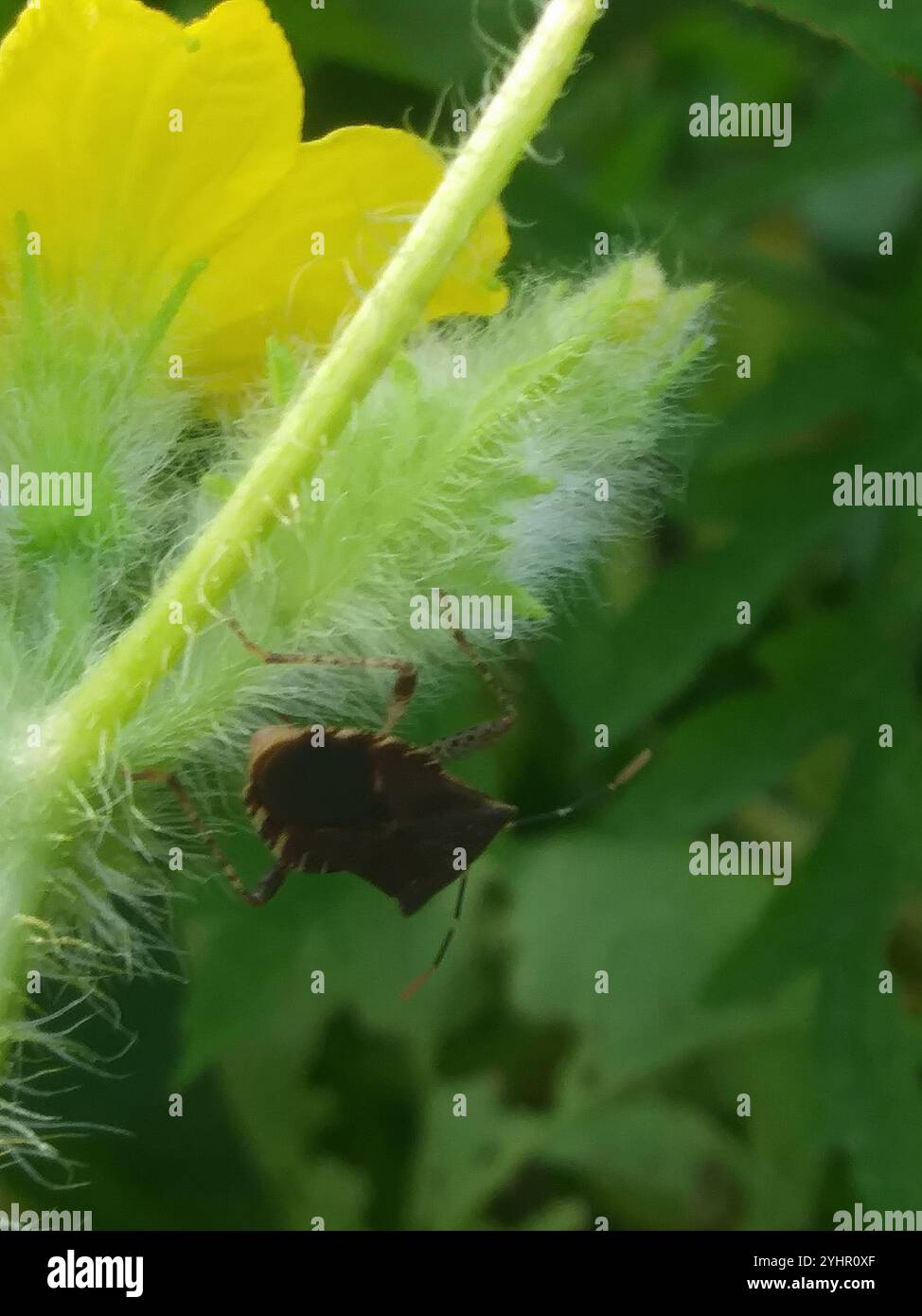 True Bugs, Hoppers, Aphids, and allies (Hemiptera Stock Photo - Alamy